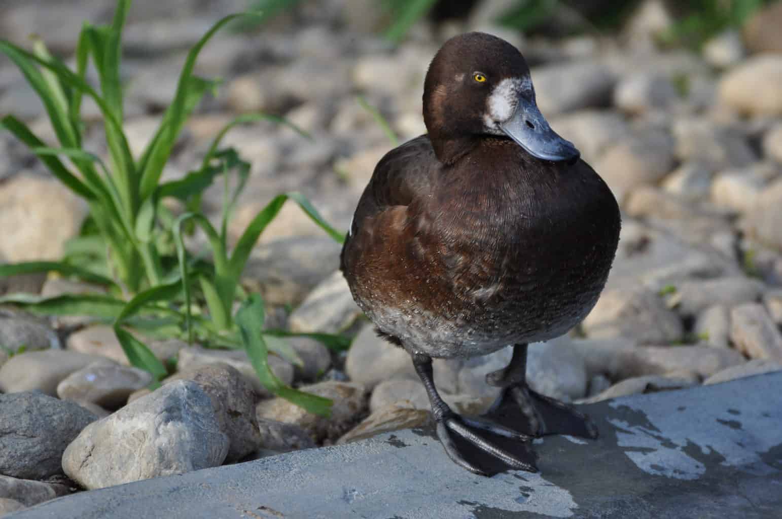 Greater Scaup - British Waterfowl Association