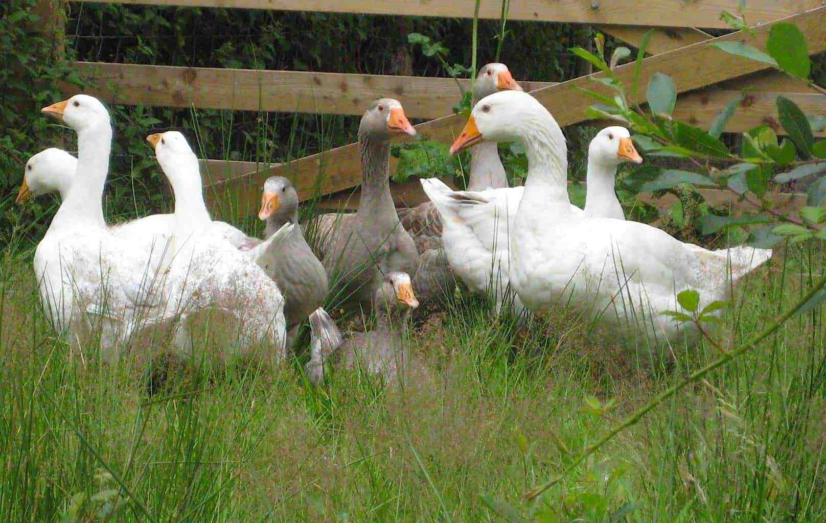 Pilgrim Goose - British Waterfowl Association