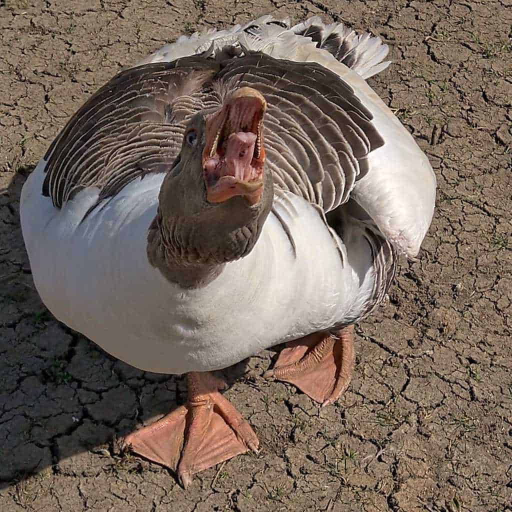 Pomeranian Goose - British Waterfowl Association