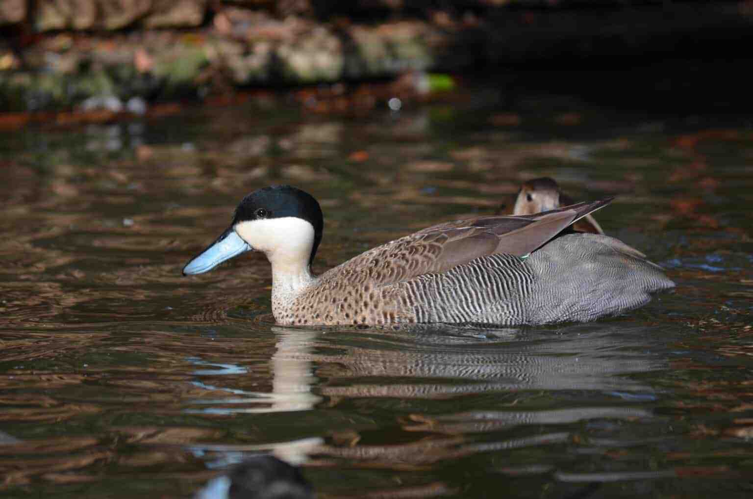 Puna Teal - British Waterfowl Association