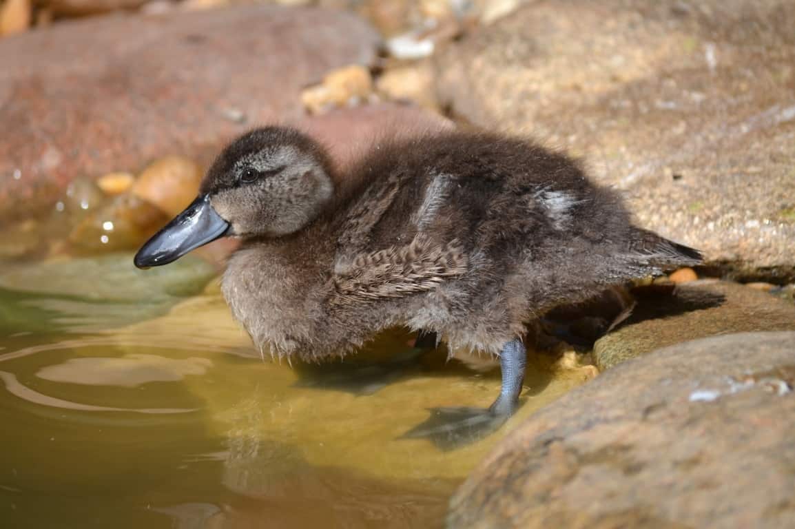 Puna Teal - British Waterfowl Association