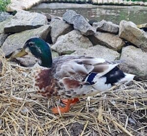 Miniature Silver Appleyard - British Waterfowl Association