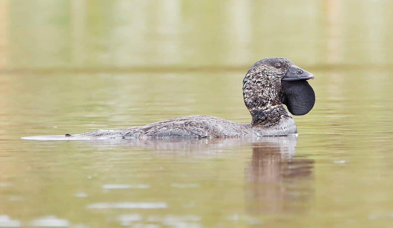 Musk Duck - British Waterfowl Association