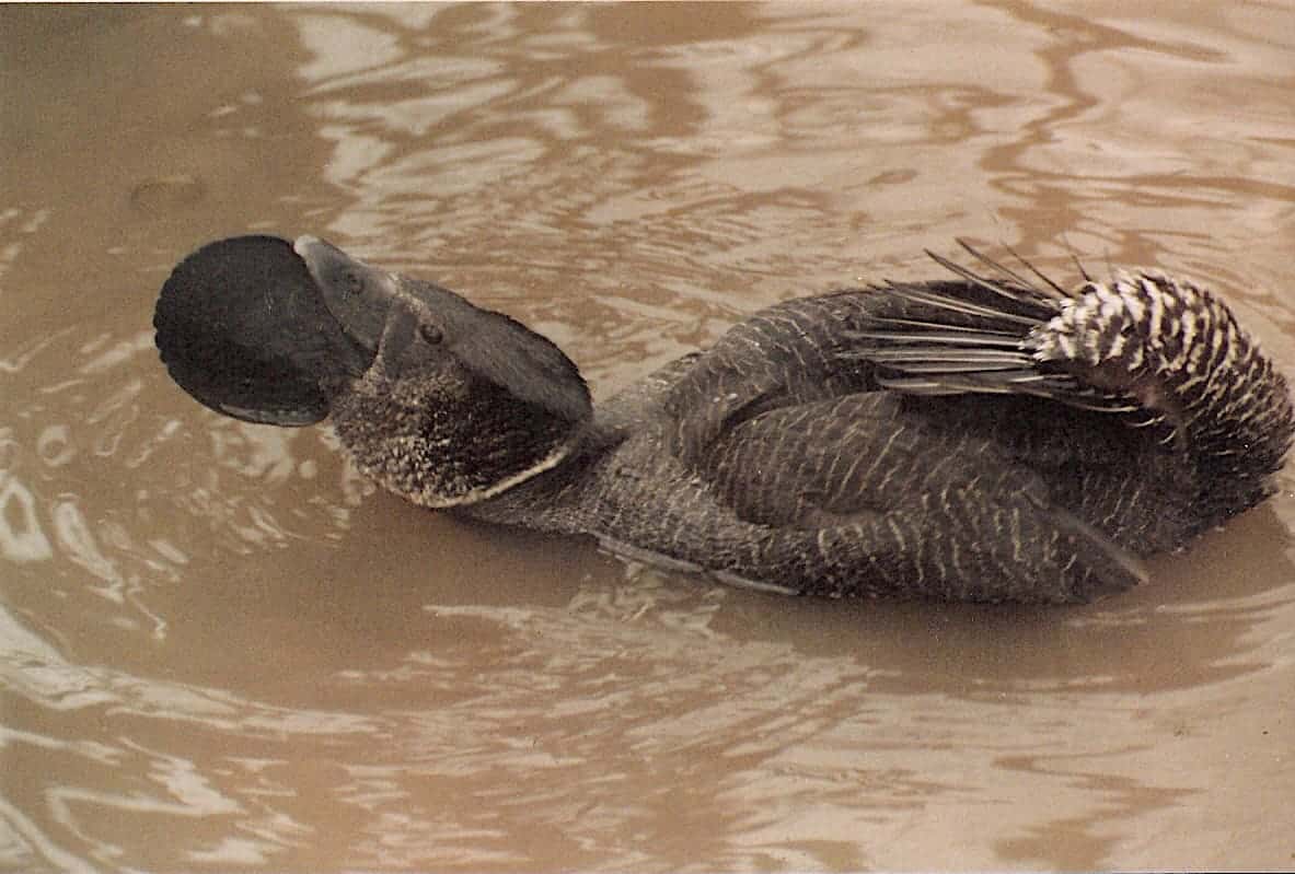 Musk Duck - British Waterfowl Association