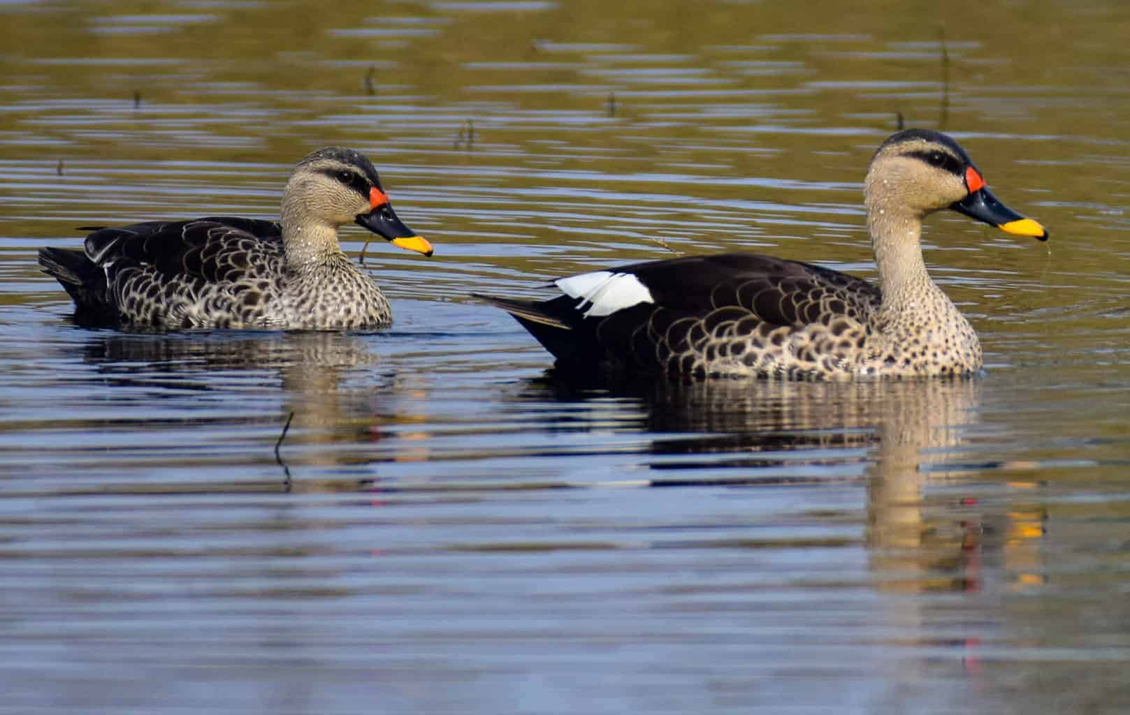 Indian Spot-billed Duck - British Waterfowl Association
