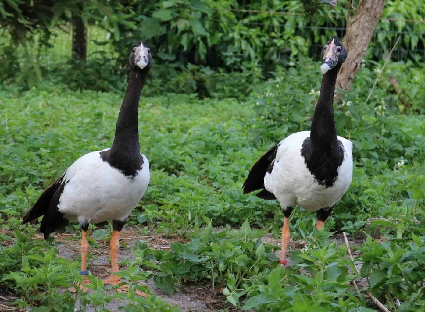 Magpie Goose - British Waterfowl Association