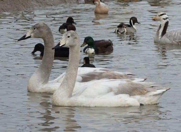 Members' Adverts - British Waterfowl Association