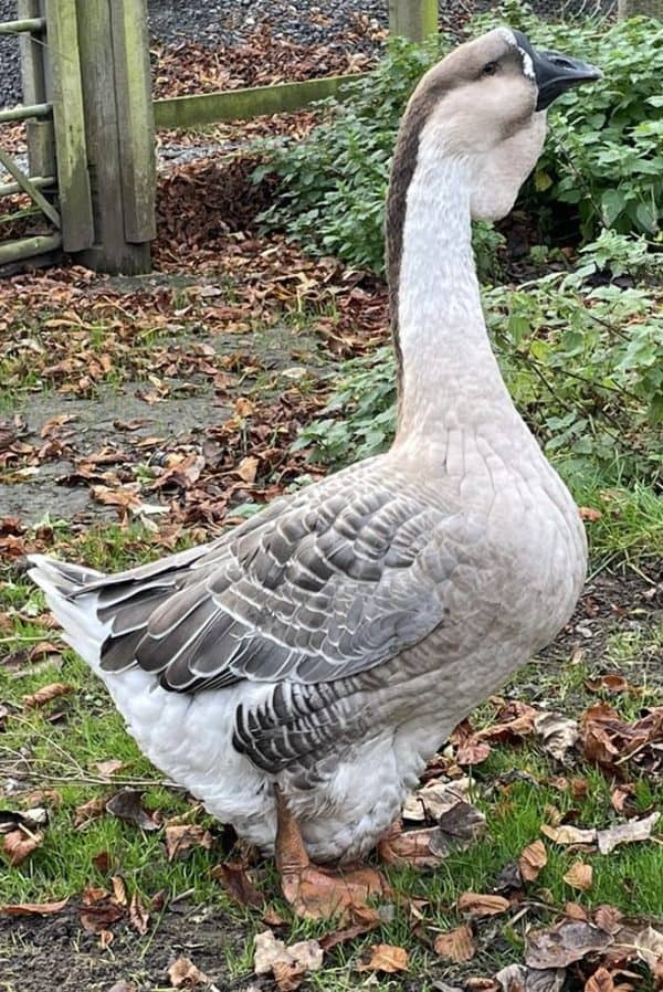 Members' Photos - British Waterfowl Association
