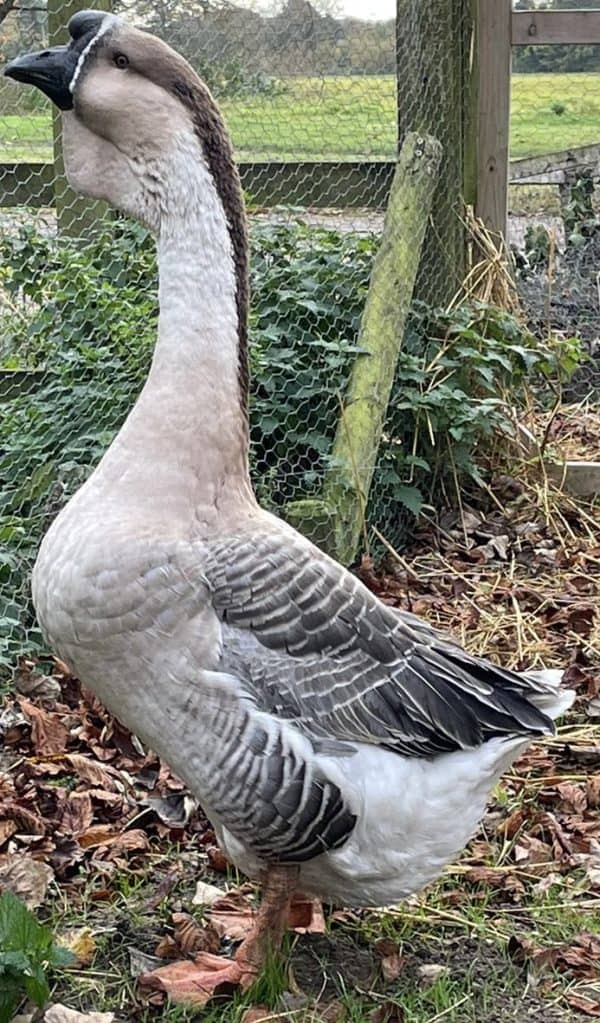 Members' Photos - British Waterfowl Association