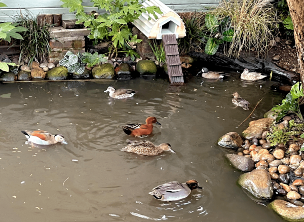 Members' Photos - British Waterfowl Association