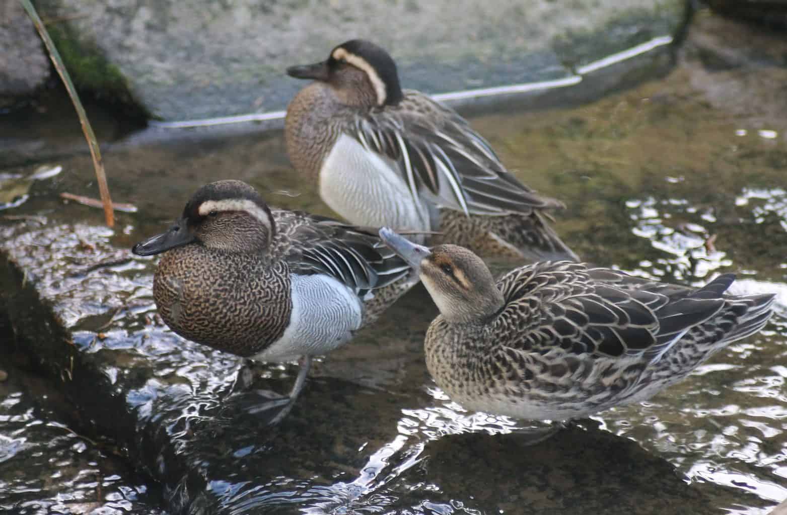 Garganey - British Waterfowl Association