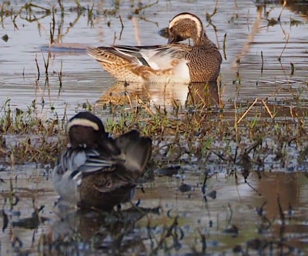 Garganey - British Waterfowl Association