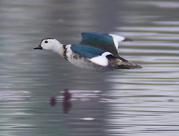 Cotton Pygmy Goose - British Waterfowl Association