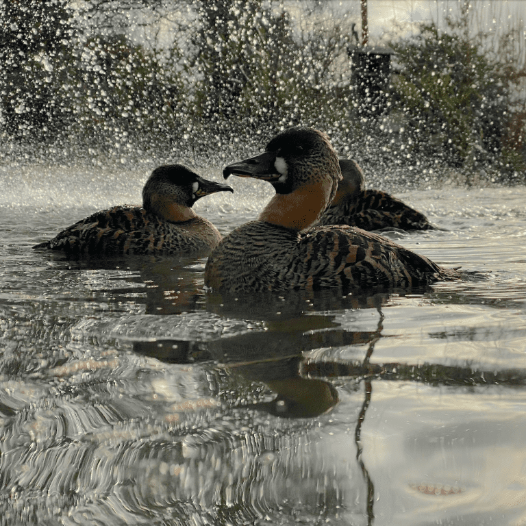Enjoying a splash - British Waterfowl Association
