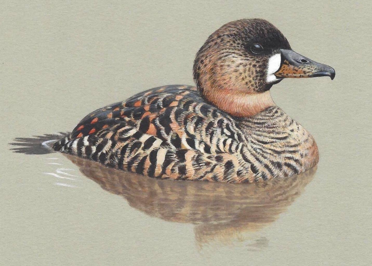 White-backed Duck - British Waterfowl Association