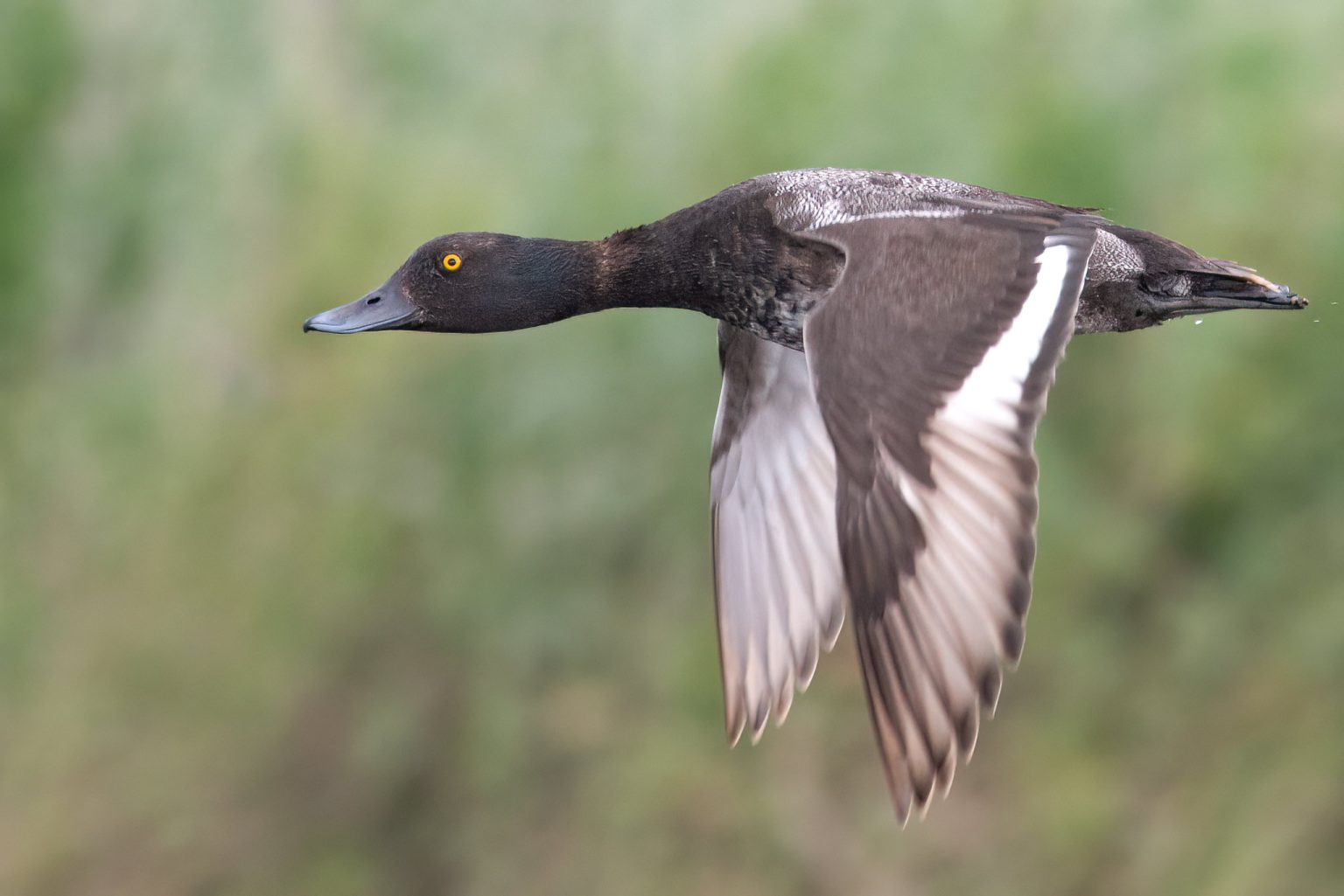 Lesser Scaup - British Waterfowl Association