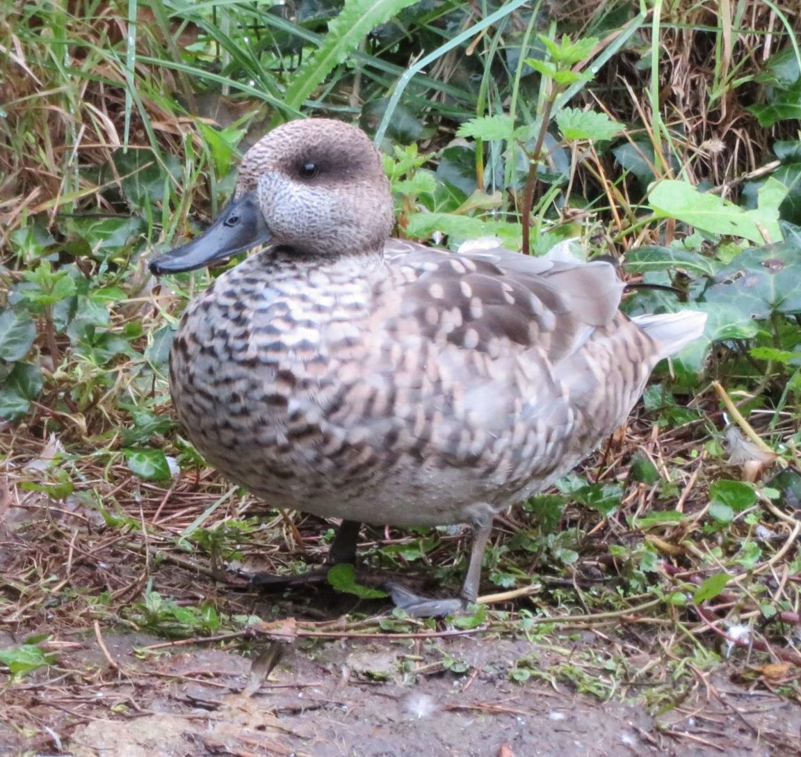 Marbled Duck - British Waterfowl Association