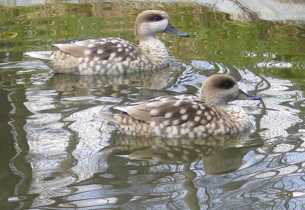 Marbled Duck - British Waterfowl Association