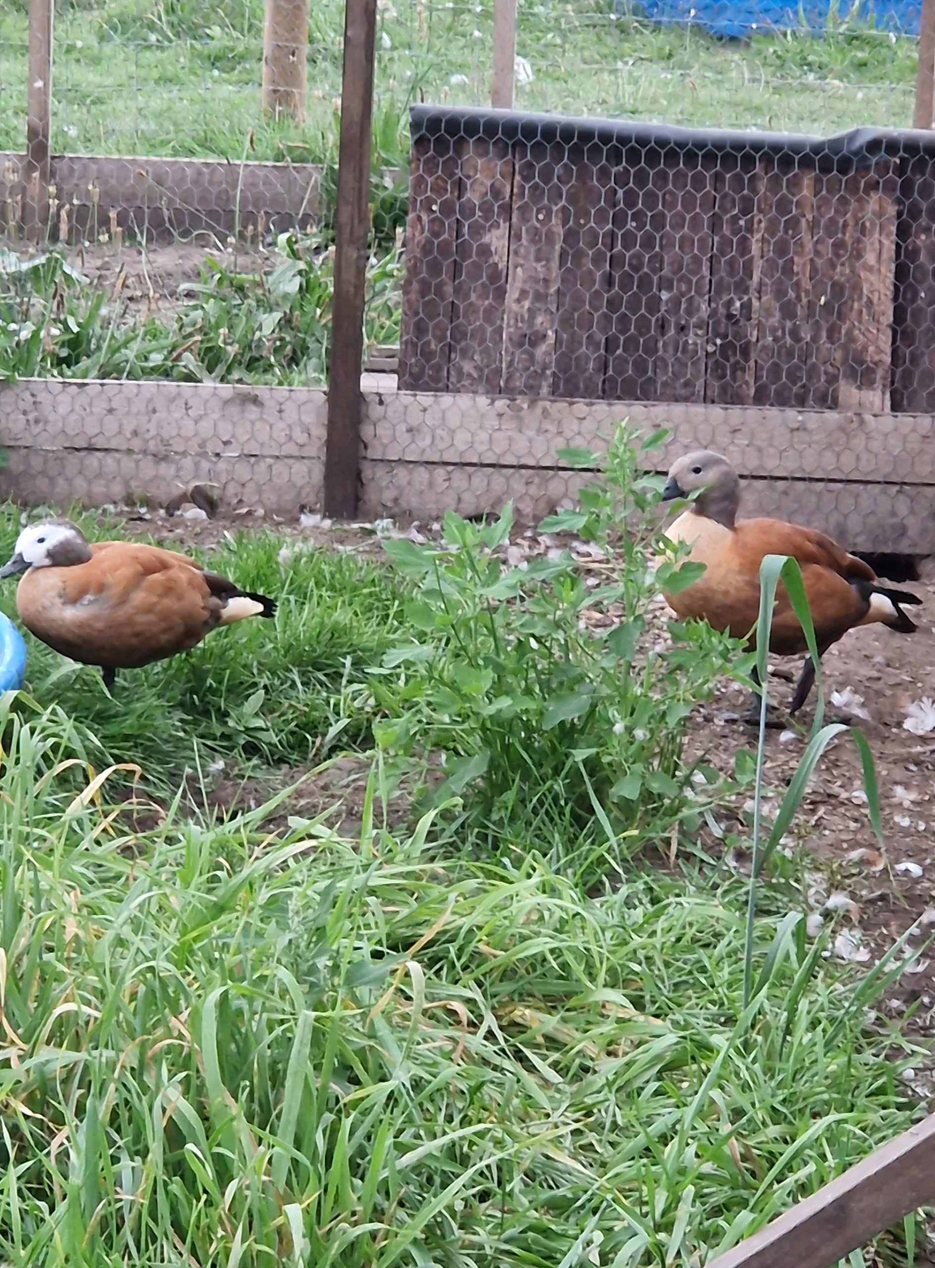 Members' Adverts - British Waterfowl Association