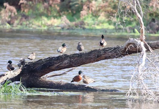 Autumn photo competition - British Waterfowl Association