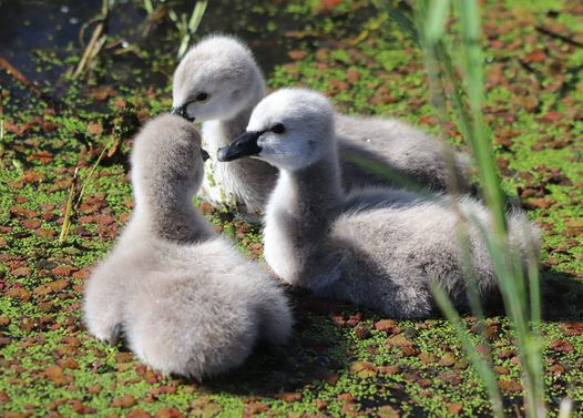 Autumn photo competition - British Waterfowl Association