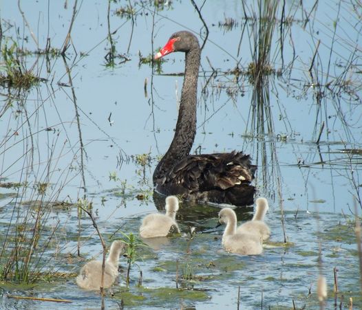 Autumn photo competition - British Waterfowl Association
