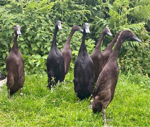 Autumn photo competition - British Waterfowl Association