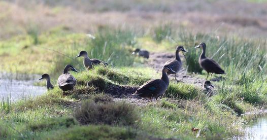 Autumn photo competition - British Waterfowl Association