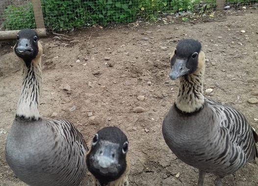 Autumn photo competition - British Waterfowl Association