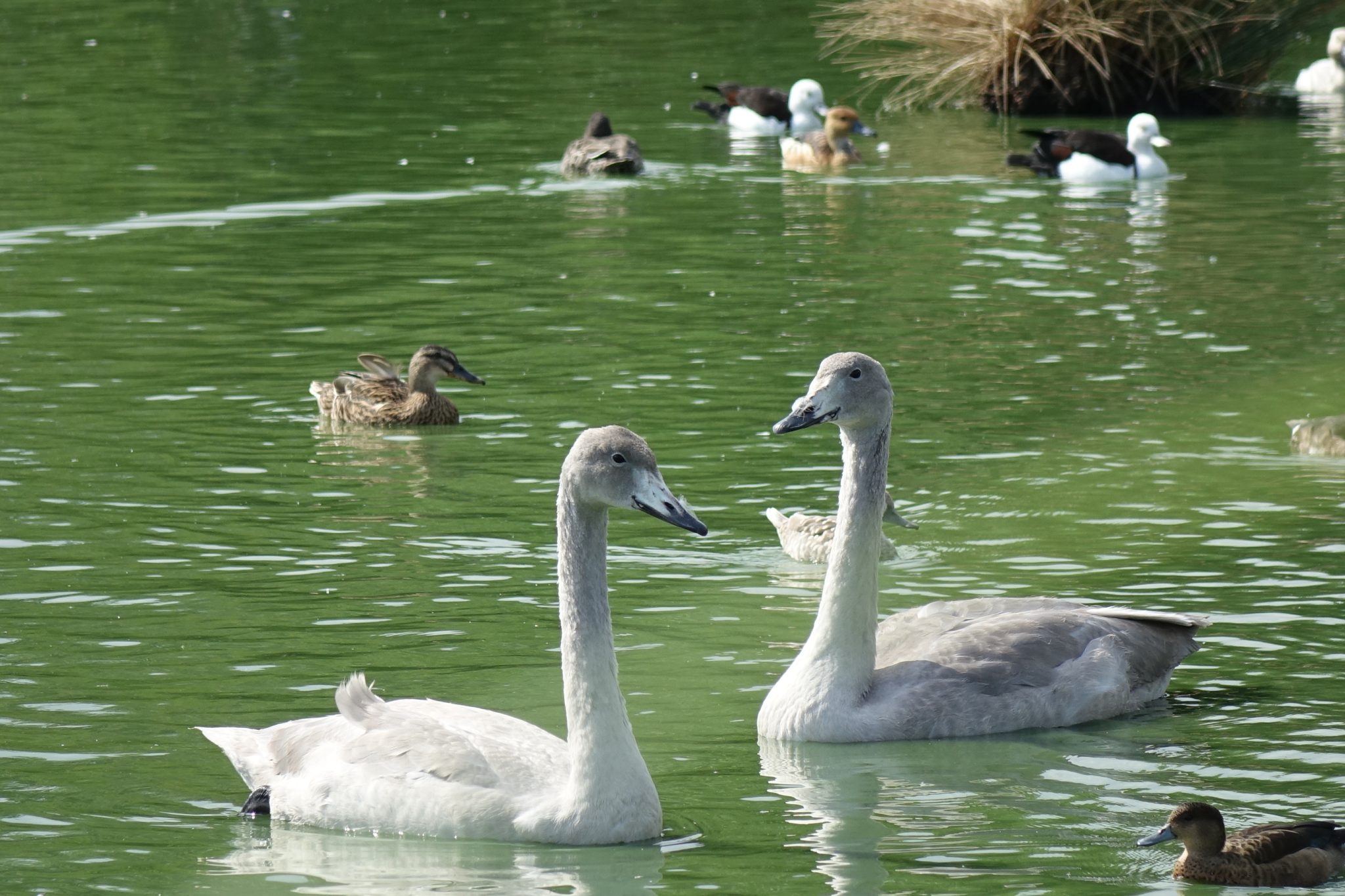 Members' Adverts - British Waterfowl Association