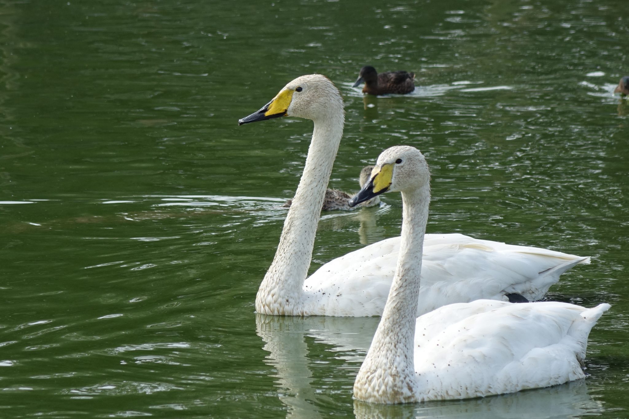 Members' Adverts - British Waterfowl Association