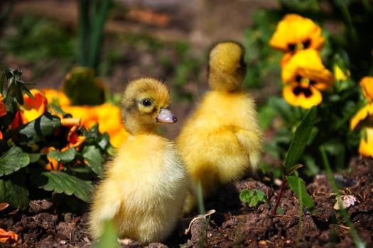 Autumn photo competition - British Waterfowl Association