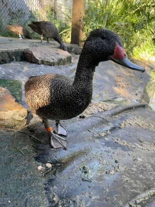 Autumn photo competition - British Waterfowl Association