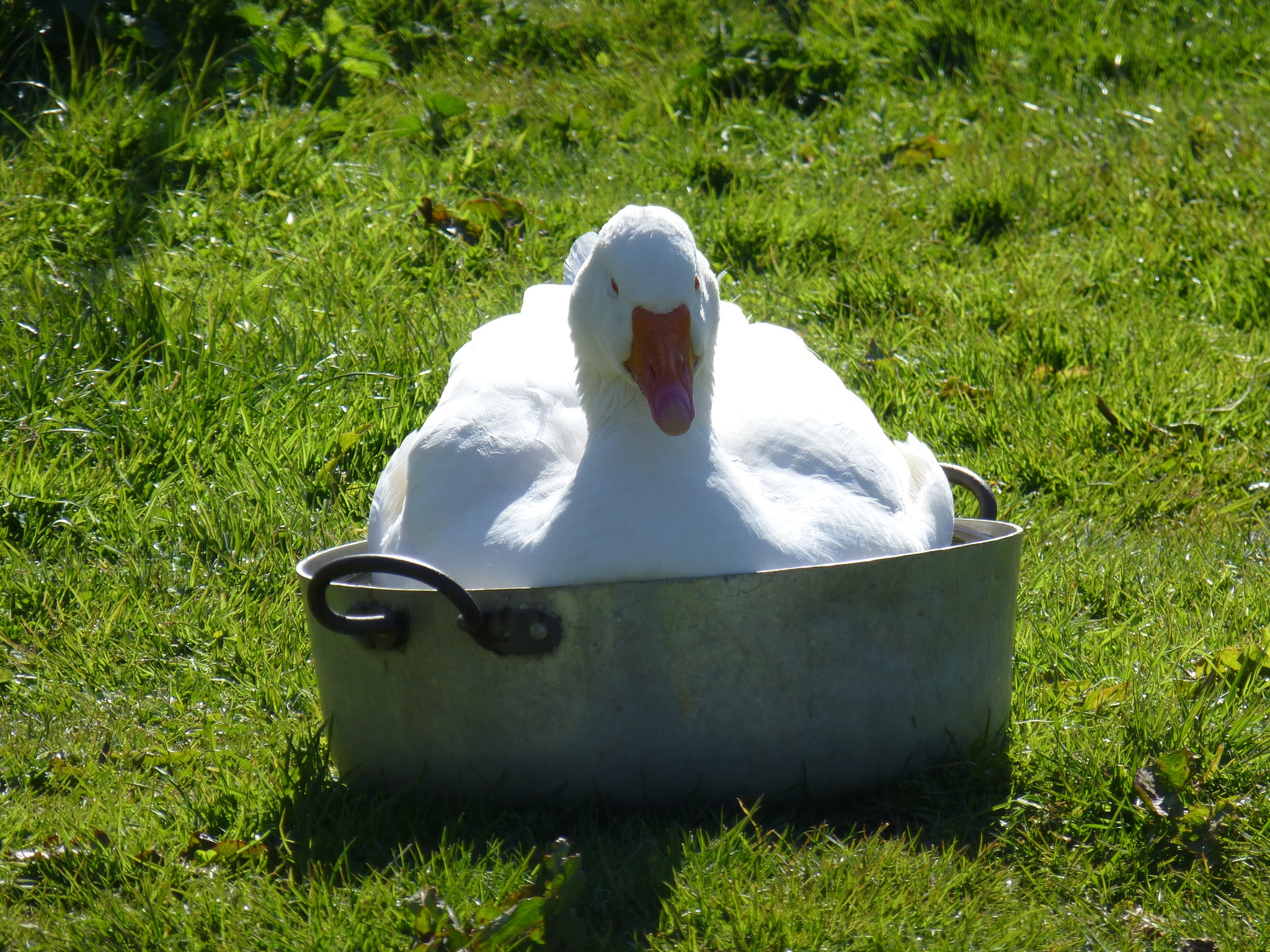 Autumn photo competition - British Waterfowl Association