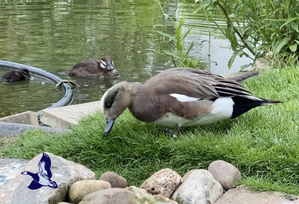 Pal-Mates … weekend web tip - British Waterfowl Association