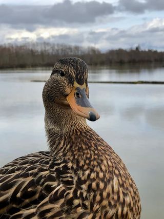 Autumn photo competition - British Waterfowl Association