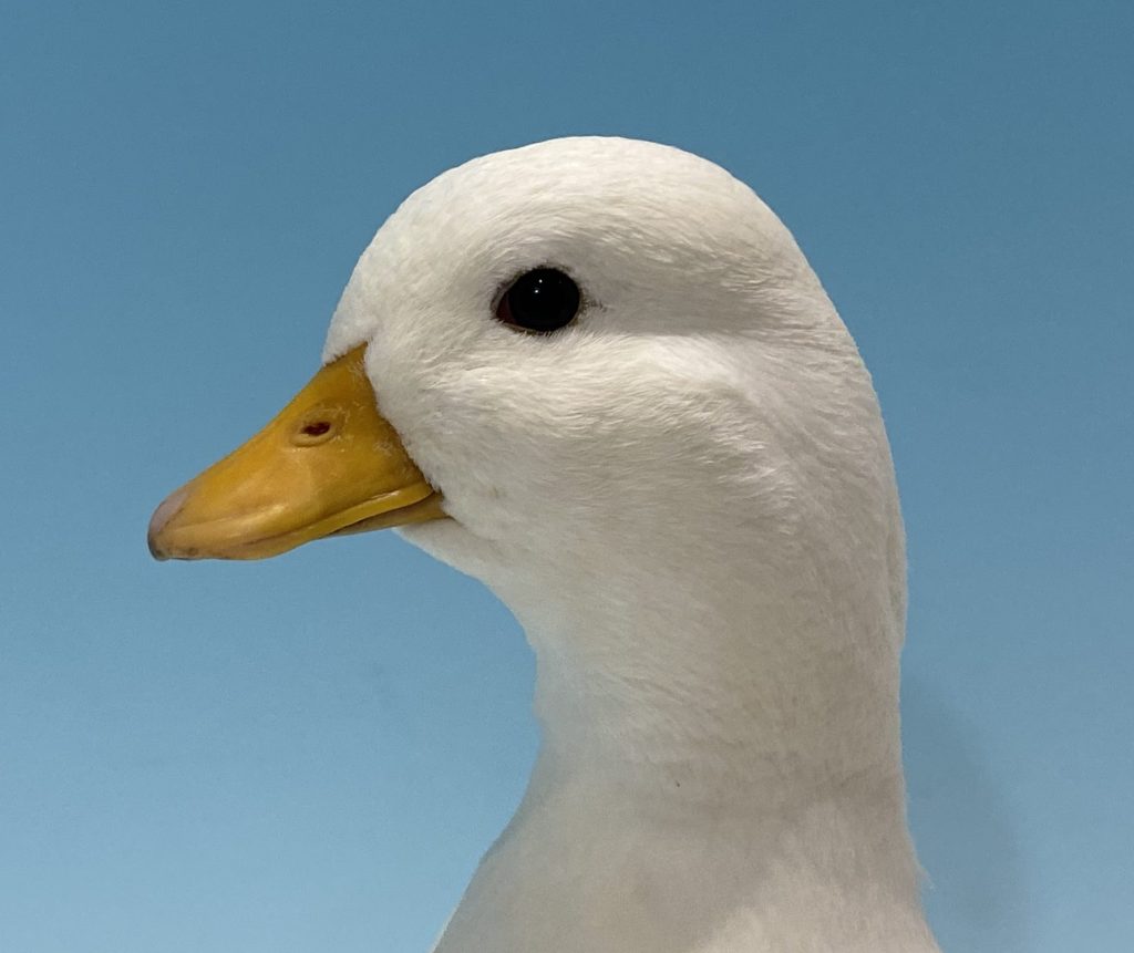 Waterfowl on the Web 2022 entry pack - British Waterfowl Association