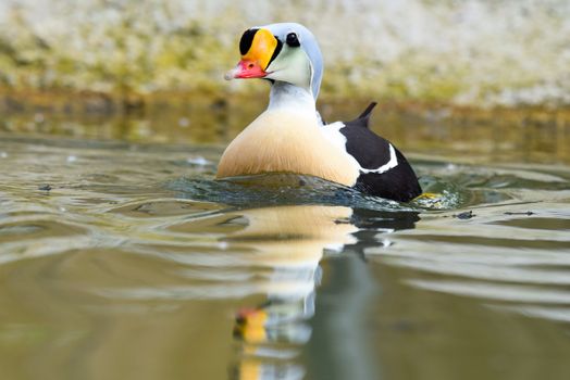 Autumn photo competition - British Waterfowl Association