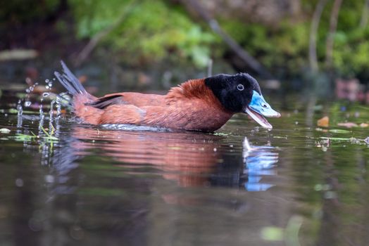 Autumn photo competition - British Waterfowl Association
