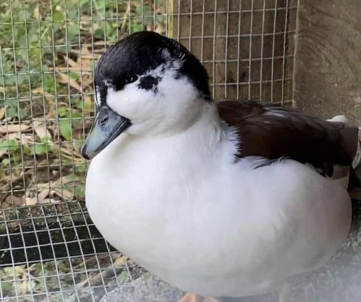 Autumn photo competition - British Waterfowl Association