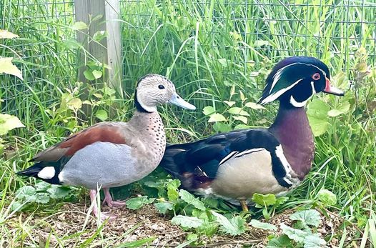 Autumn photo competition - British Waterfowl Association