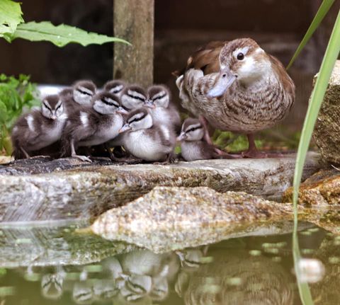 Autumn photo competition - British Waterfowl Association