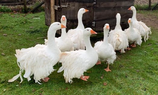 Autumn photo competition - British Waterfowl Association
