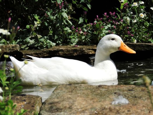 Autumn photo competition - British Waterfowl Association