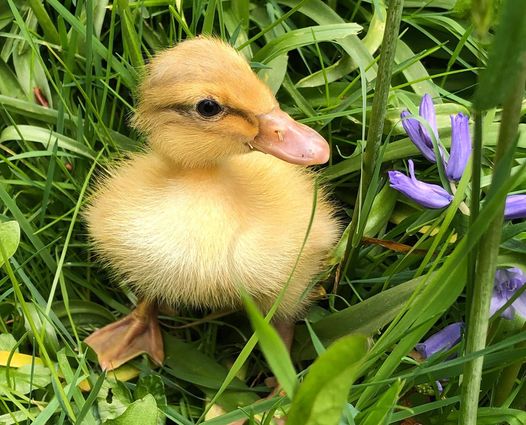 Autumn photo competition - British Waterfowl Association