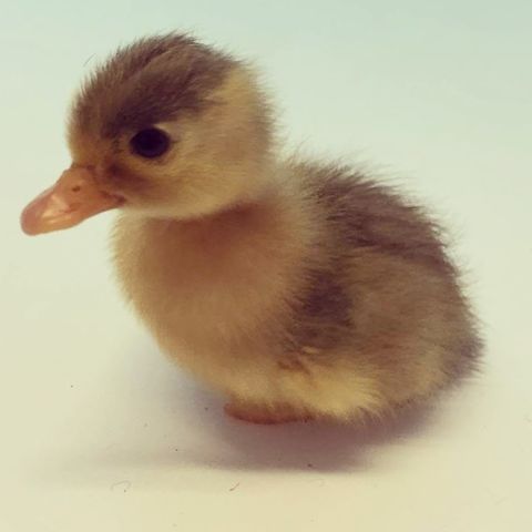 Autumn photo competition - British Waterfowl Association