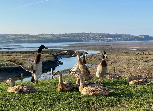 Autumn photo competition - British Waterfowl Association