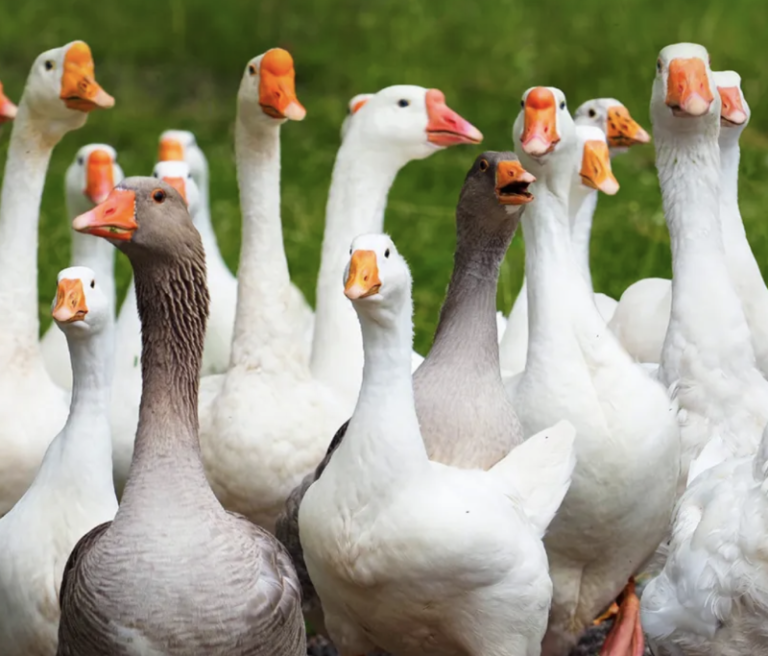 BWA British Waterfowl Association — UK charity no 263156