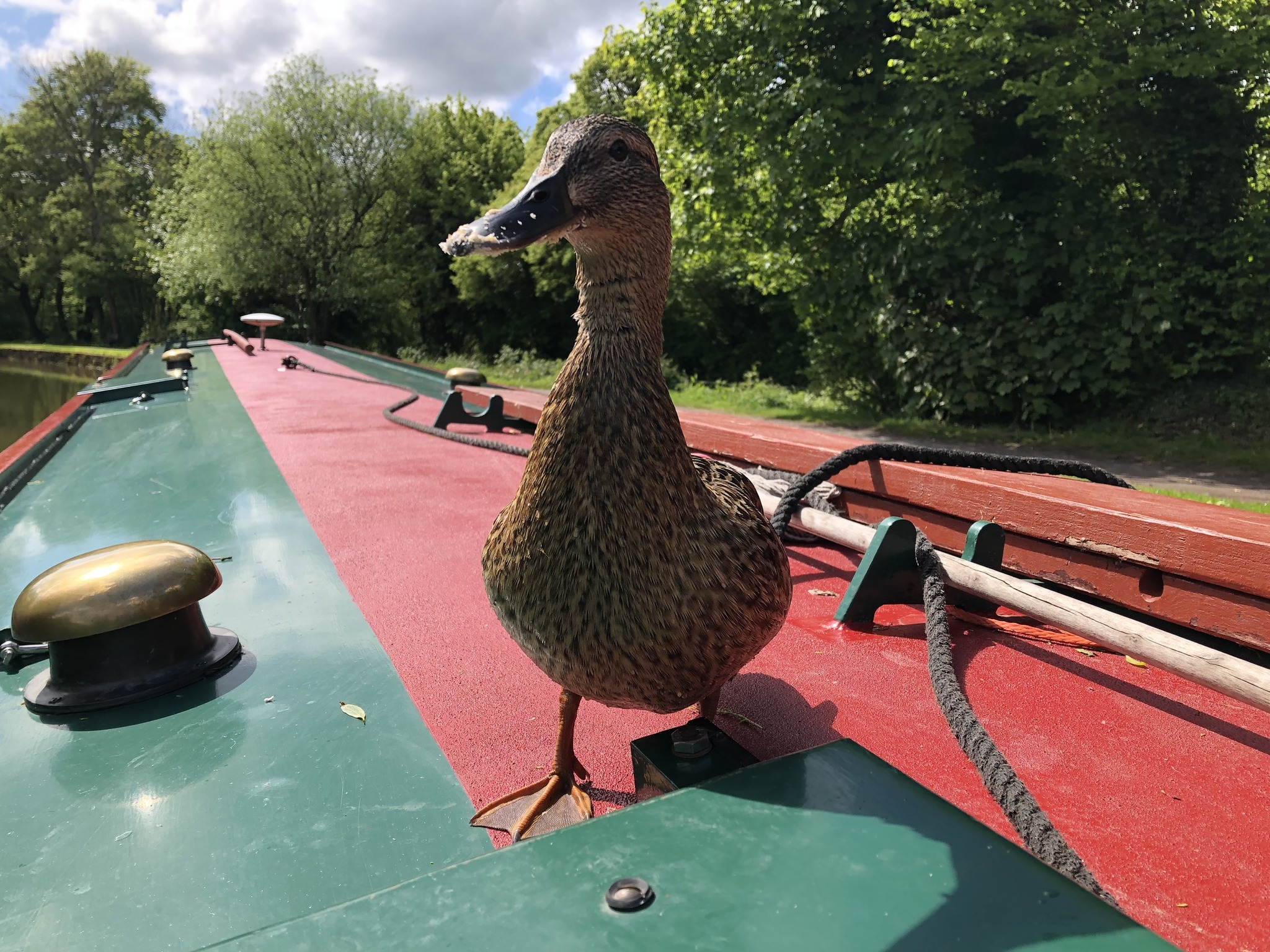Autumn photo competition - British Waterfowl Association