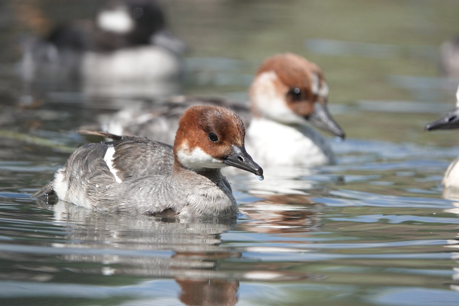 Smew - British Waterfowl Association